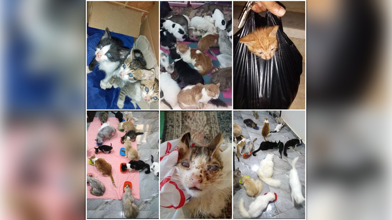 🆘️Emergency funds for 130 rescue cats in the delta 🆘️ by Lyn Tomlinson