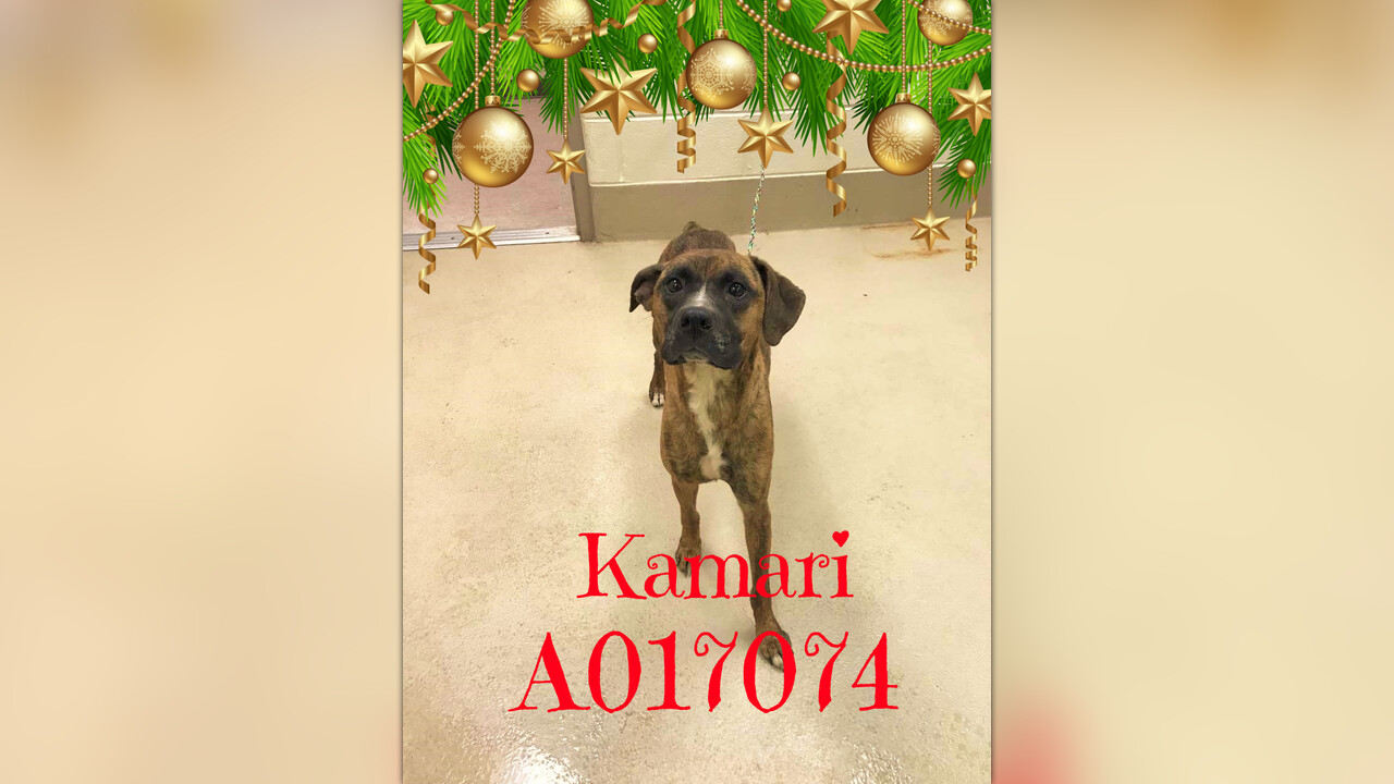 A17074 KAMARI (BOXER) URGENT LIST - Clayton County AC by Partners for ...