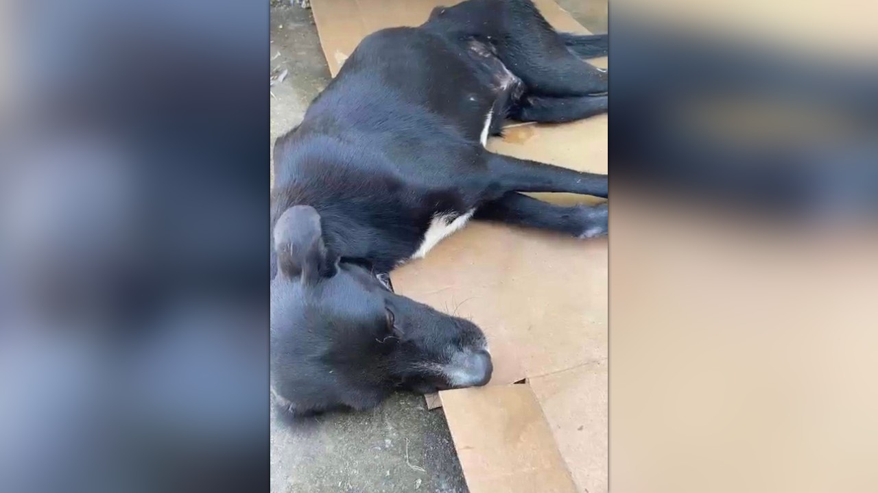 Sweet disabled stray dog in Brazil, needs urgent help by The ...