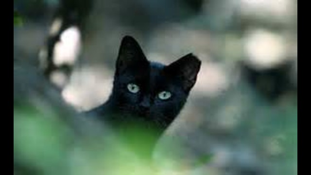 Save Cats! Please Support our TNR Program by Georgia Animal Project