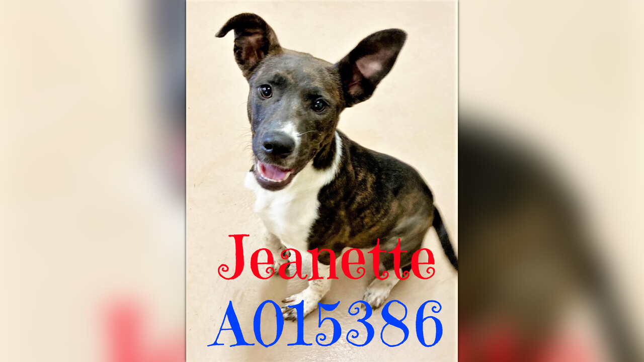 A15386 JEANETTE - LAB - URGENT List -Clayton County AC by Partners for ...