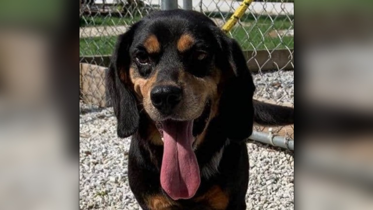 Senior Beagle in Need of a Second Chance! Please Help us Save Buddy! by ...