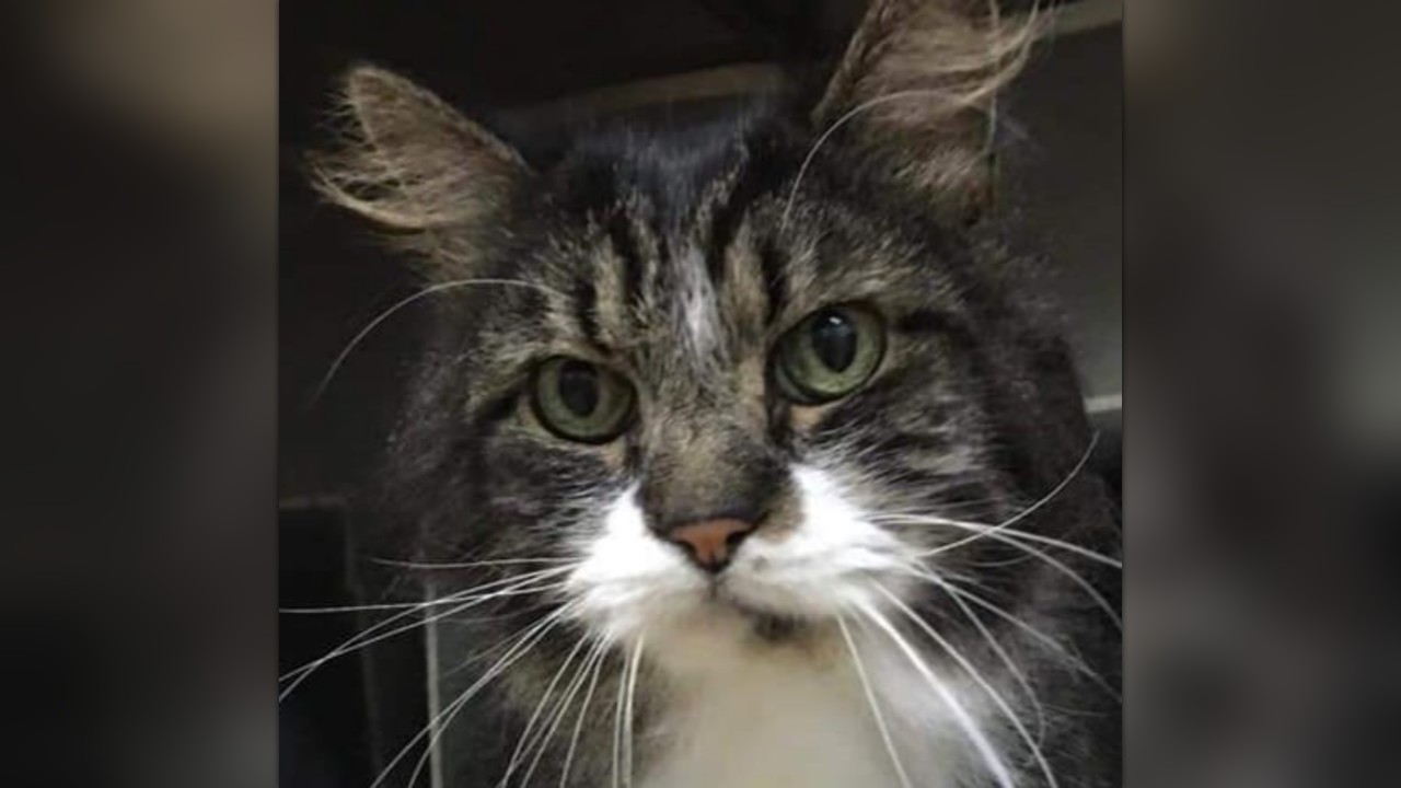 LAST CHANCE TO HELP US SAVE BOOTS! by Last Chance Animal Rescue Fund