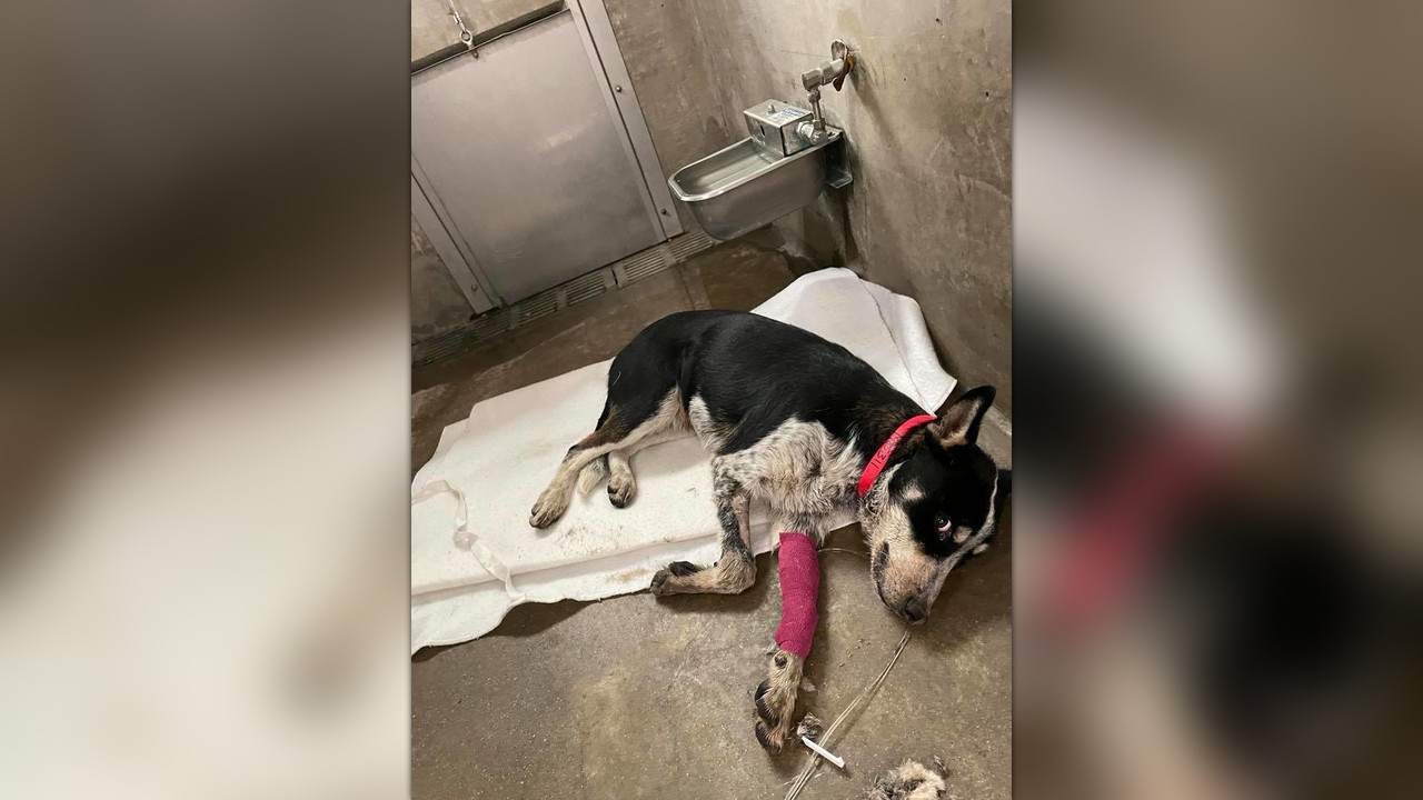 Alex the heeler pup has deadly parvovirus by I Stand With My Pack