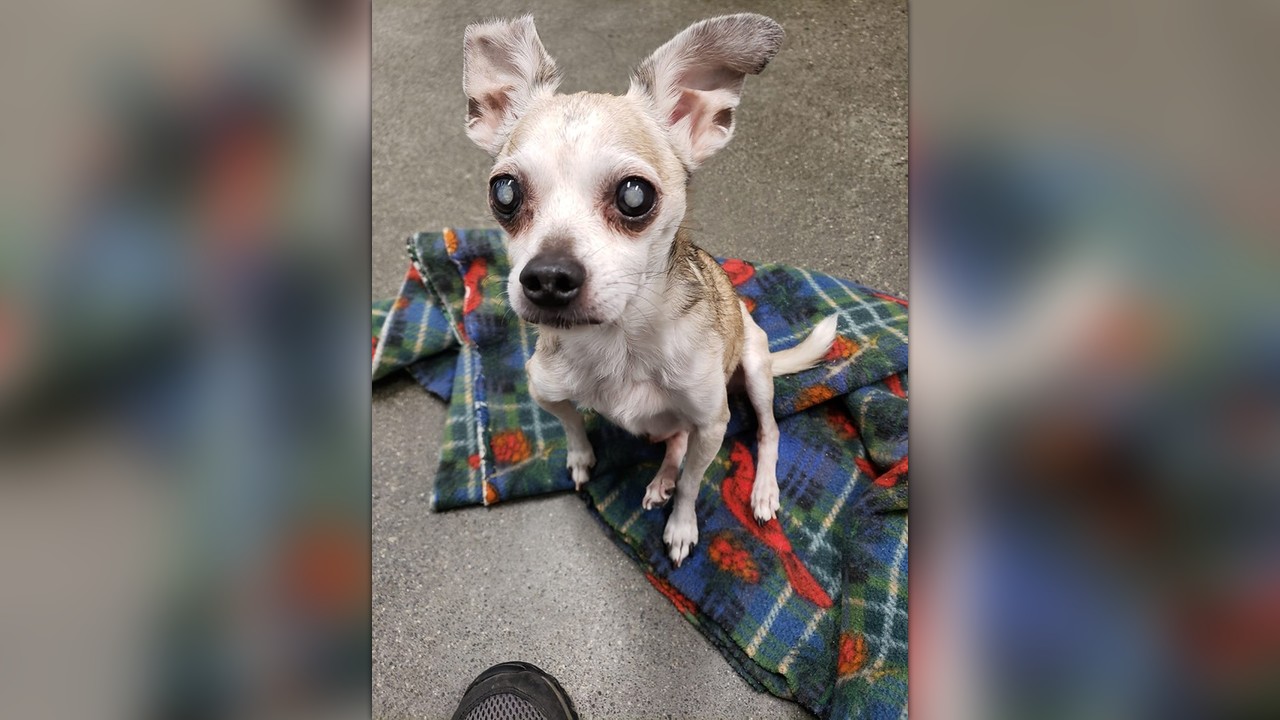 Sponsor Carlos To Help With His Vet Care by Alaskan Animal Rescue Friends