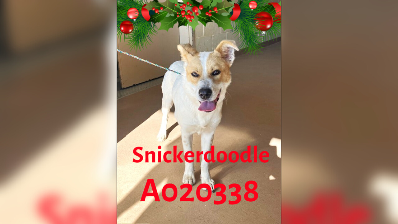 A20338 SNICKERDOODLE-Mixed Breed- URGENT LIST for SPACE, Clayton County ...