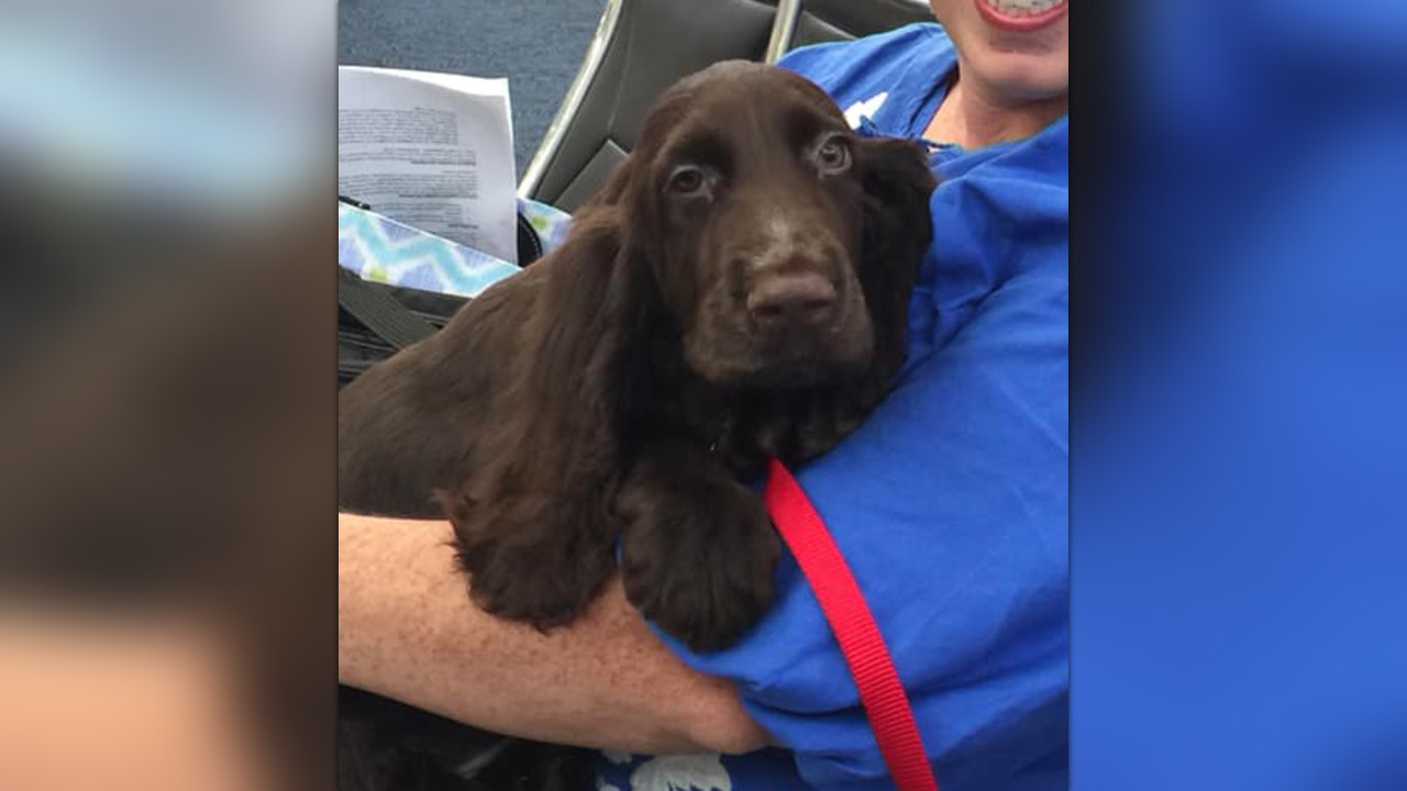 Sweet Baby Huck Needs Help to Survive. by Linda Blaser