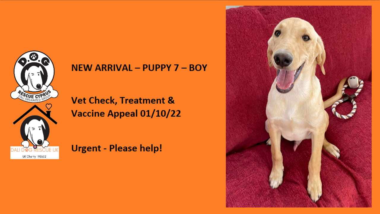 NEW ARRIVAL - PUPPY 7 - BOY - COMPLETED IN CYPRUS 01/10/22 by Dali Dog ...