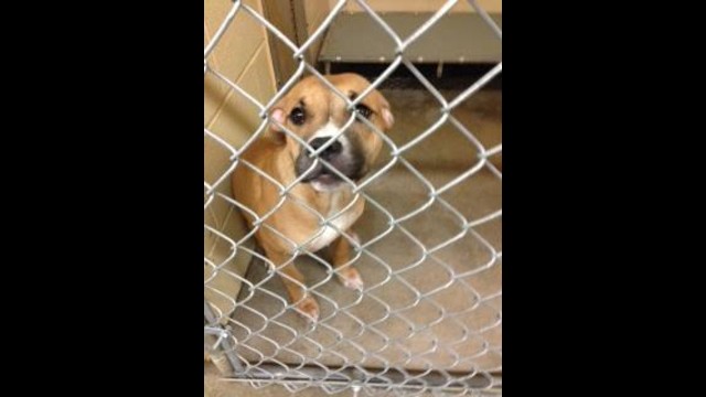 140280 MIDGE Female Boxer Mix Pup- under one by Partners for Pets, Inc.