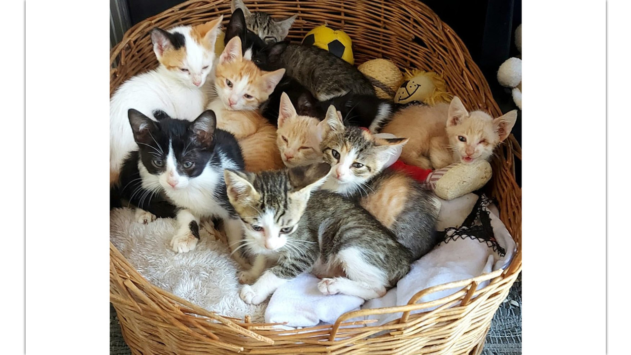 Masha's Birthday Fundraiser for TNR by Masha Yakovenko