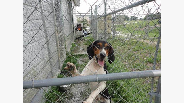 Help Save Luke by Last Chance Animal Rescue Fund