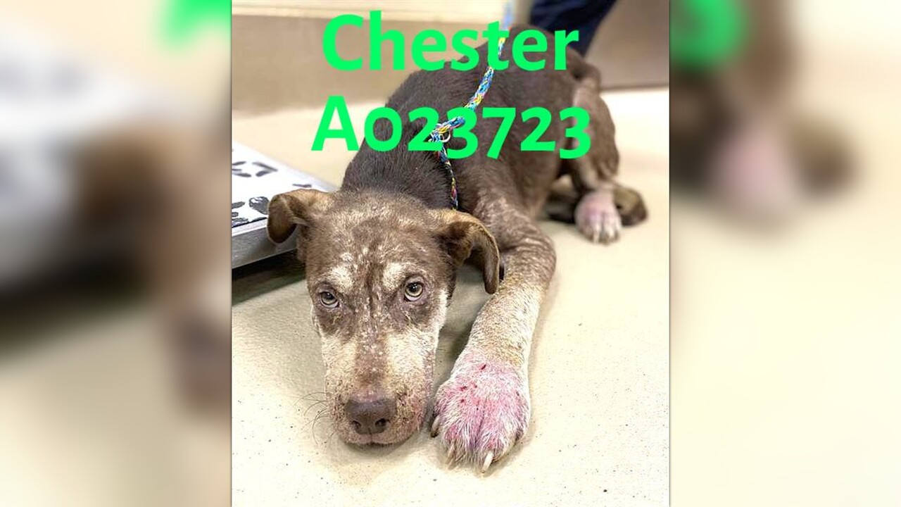 A23723 CHESTER - MIX BREED - URGENT LIST - Clayton County AC by ...