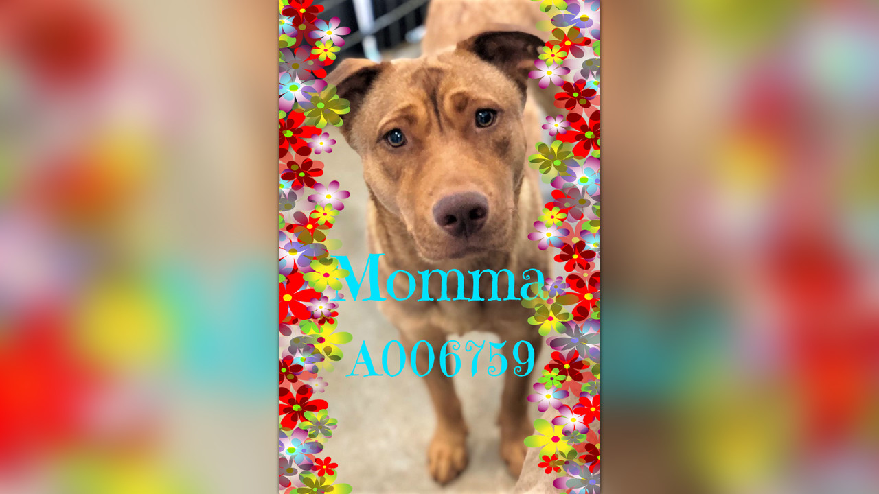 A006759 MOMMA (lab) - URGENT List for space - Clayton County Animal ...