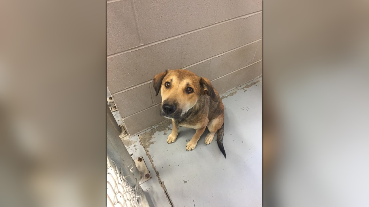 Terrified And In Danger Of Losing Her Life In An Overcrowded Shelter ...