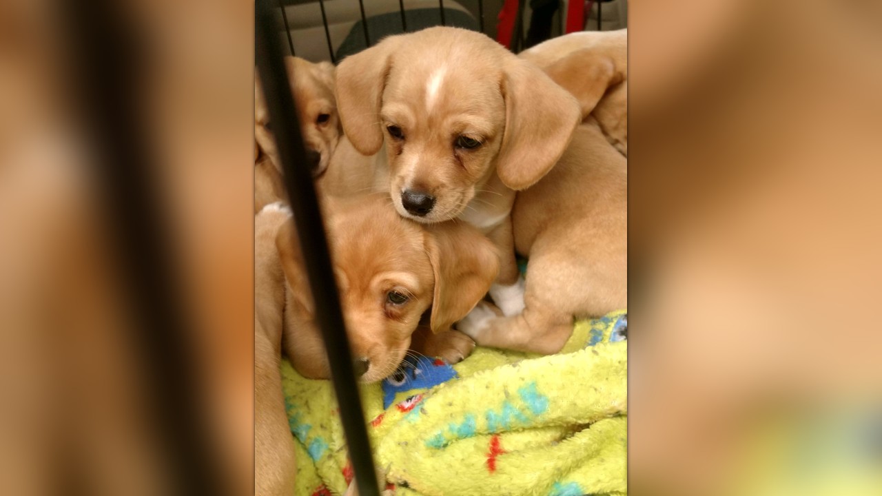 Paws to the North needs your help! by Jason Maahs