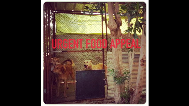 SUMMER FOOD APPEAL: Help Us To Feed Our 168 dogs! by Amy Redfern-Pattison