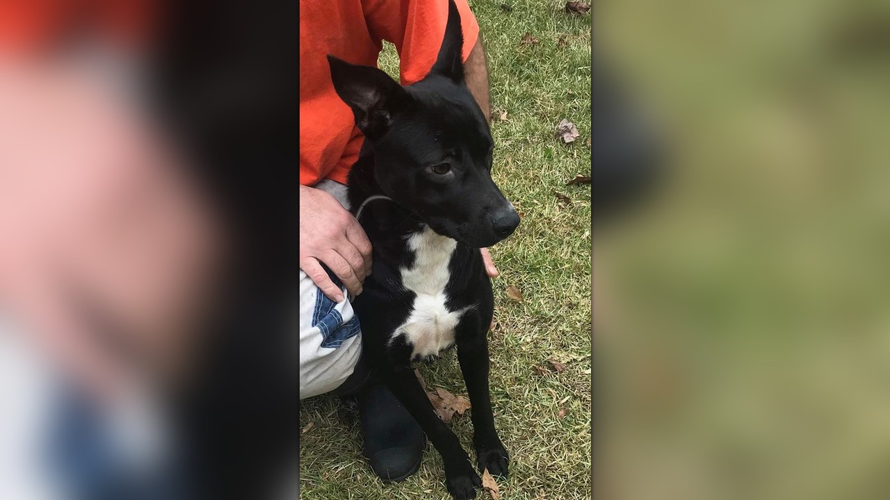 Daniel Burlew contributed $100 to Another Black Dog In Danger Of Losing ...