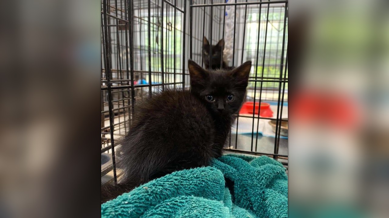 ANOTHER BLACK CAT AT RISK - PLEASE HELP US SAVE DUSTIN! by Last Chance ...