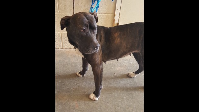 160201 - MEG female pitty mix at Clayton County AC by Partners for Pets ...