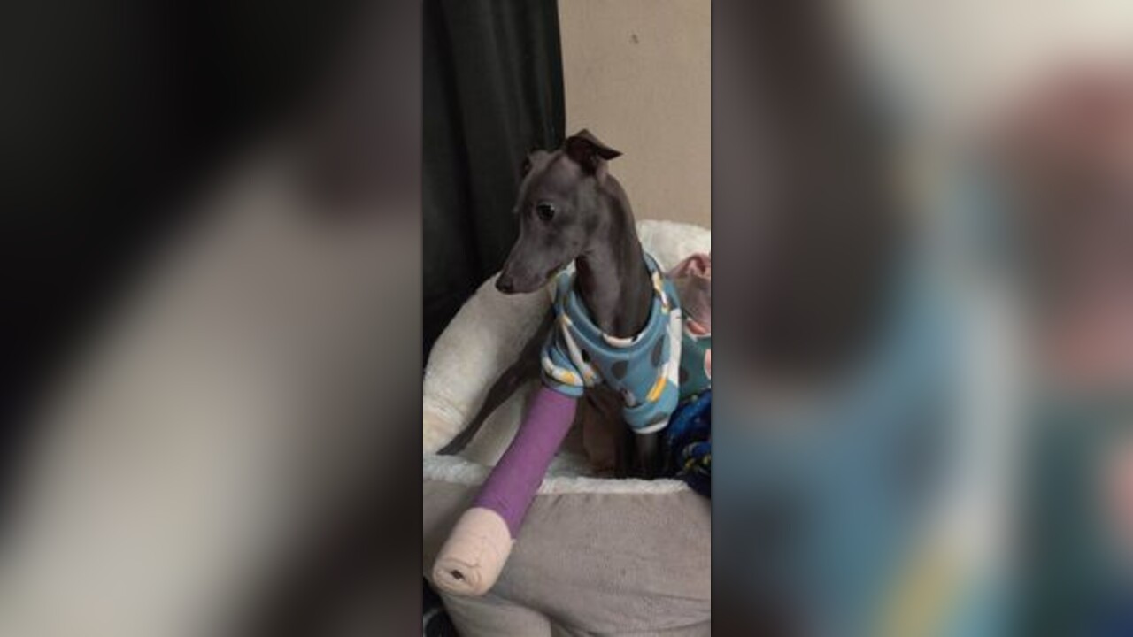 Help Luce the IG puppy recover from his surgery --- and from the vet ...