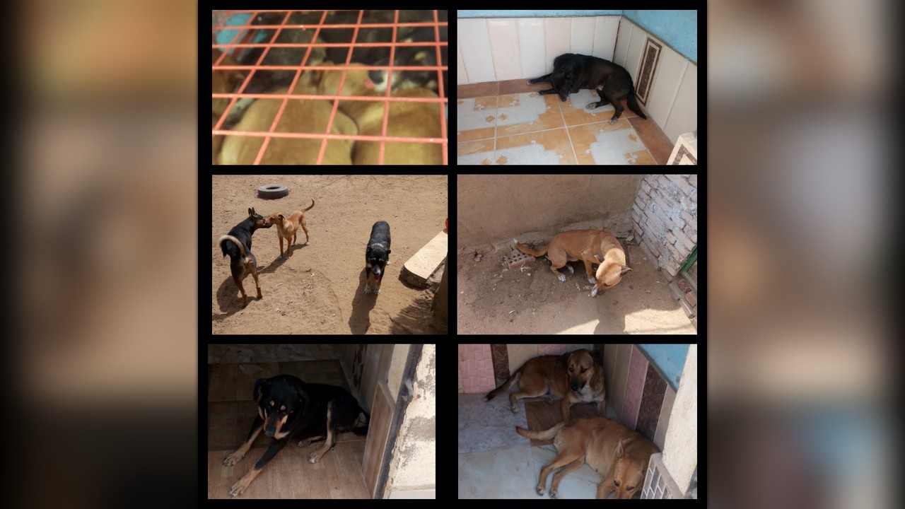 TNR FOR 7 STRAY DOGS TO SAVE THEM FROM POISON & TAKEN AWAY NEW PUPPIES ...