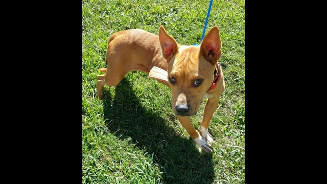 153031 GINGER Fem Lab Mix, skinny by Partners for Pets, Inc.