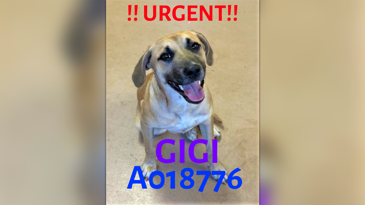 A18776 GIGI - beagle - URGENT LIST for SPACE - Clayton County AC by Partners for Pets, Inc.