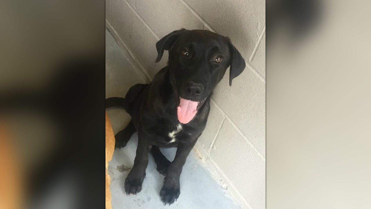 Another Black Dog In Danger In An Overcrowded Shelter - Rhino Needs ...