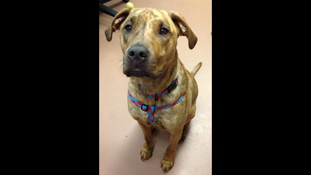 Help us save Roly! by Last Chance Animal Rescue Fund