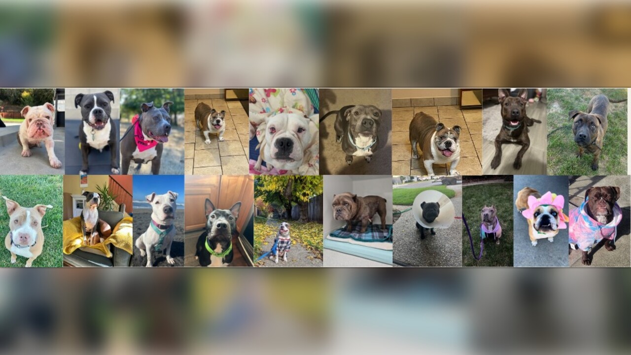 California Bully Rescue End of Year Drive by California Bully Rescue