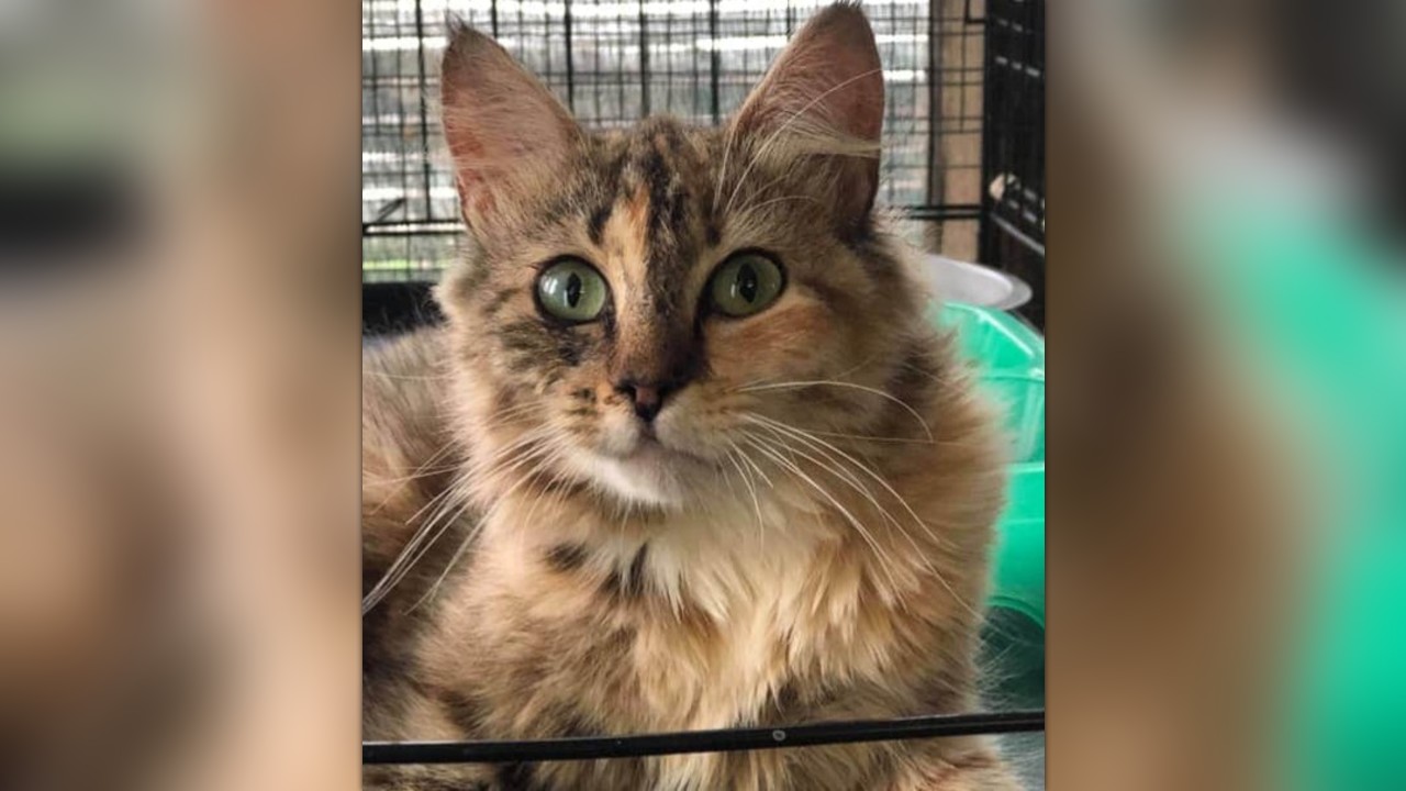 RUNNING OUT OF TIME! Please Help Us Rescue Her! by Last Chance Animal ...