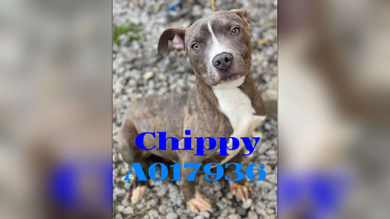 A17936 CHIPPY -Puppy- URGENT - Clayton County Animal Control by ...