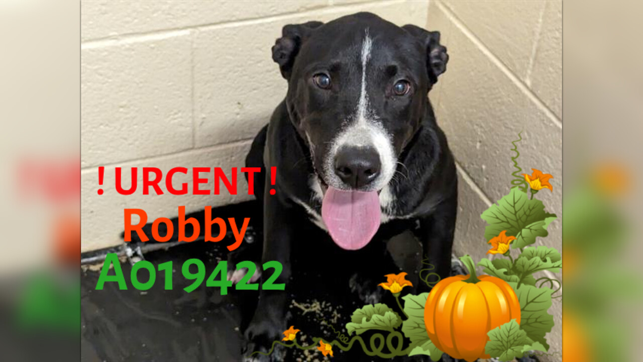 A19422 BOBBY - LAB - URGENT LIST for SPACE - Clayton County Animal ...