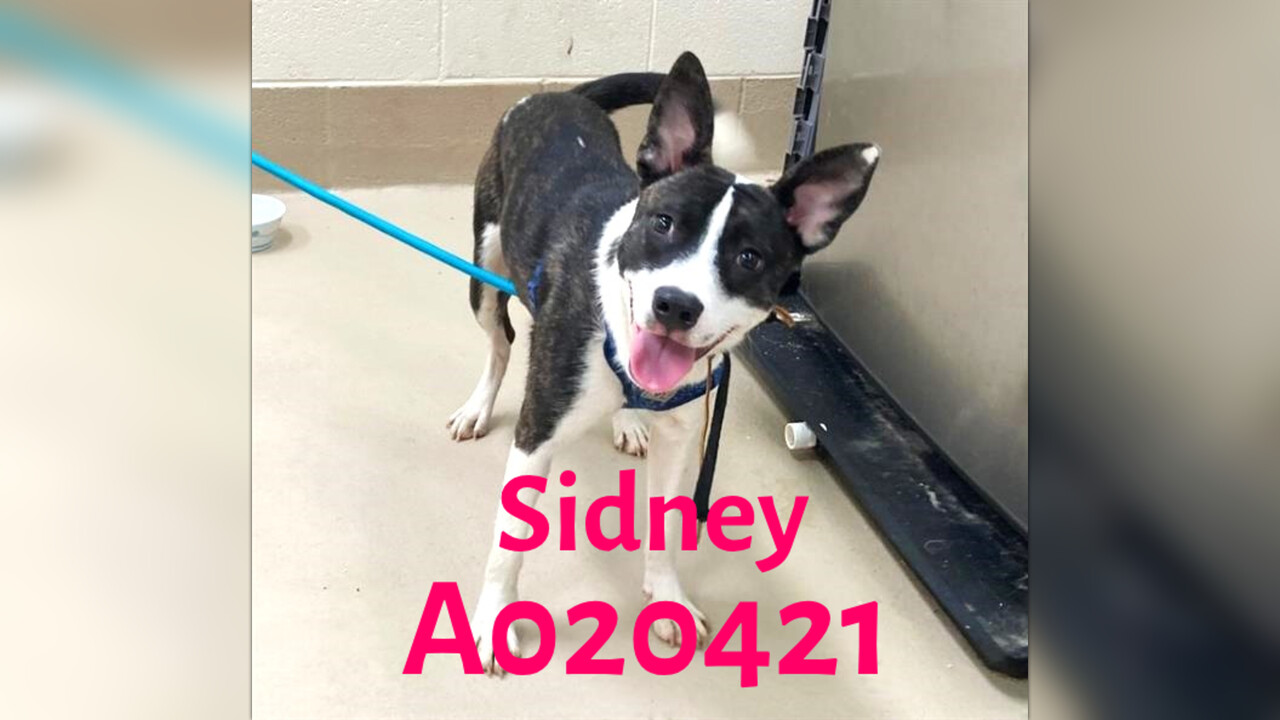 A20421 SIDNEY - puppy - URGENT LIST for SPACE - Clayton County Animal Control by Partners for ...