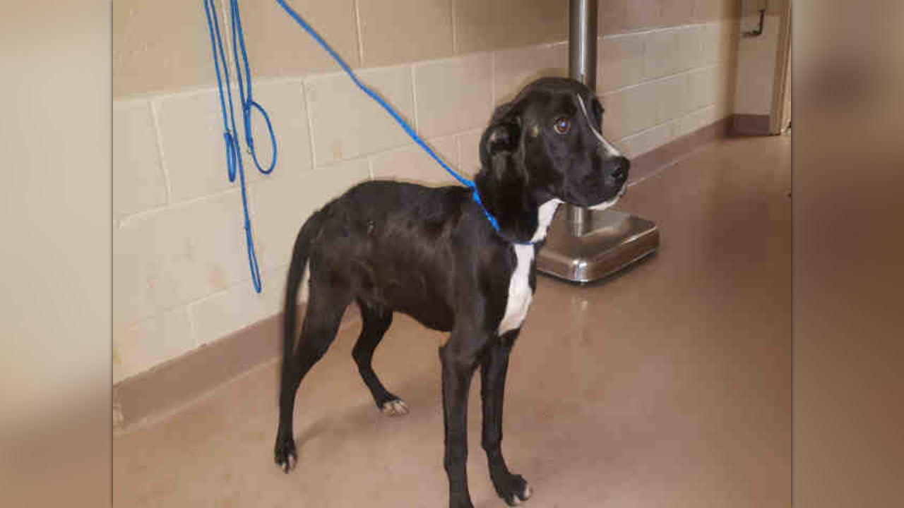 A004149 LUCKY-lab pup-URGENT kill list for space-Clayton Co AC by ...