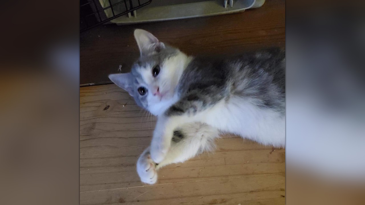 Kitten In Danger Of Losing Her Life In An Overcrowded Shelter! by Last ...