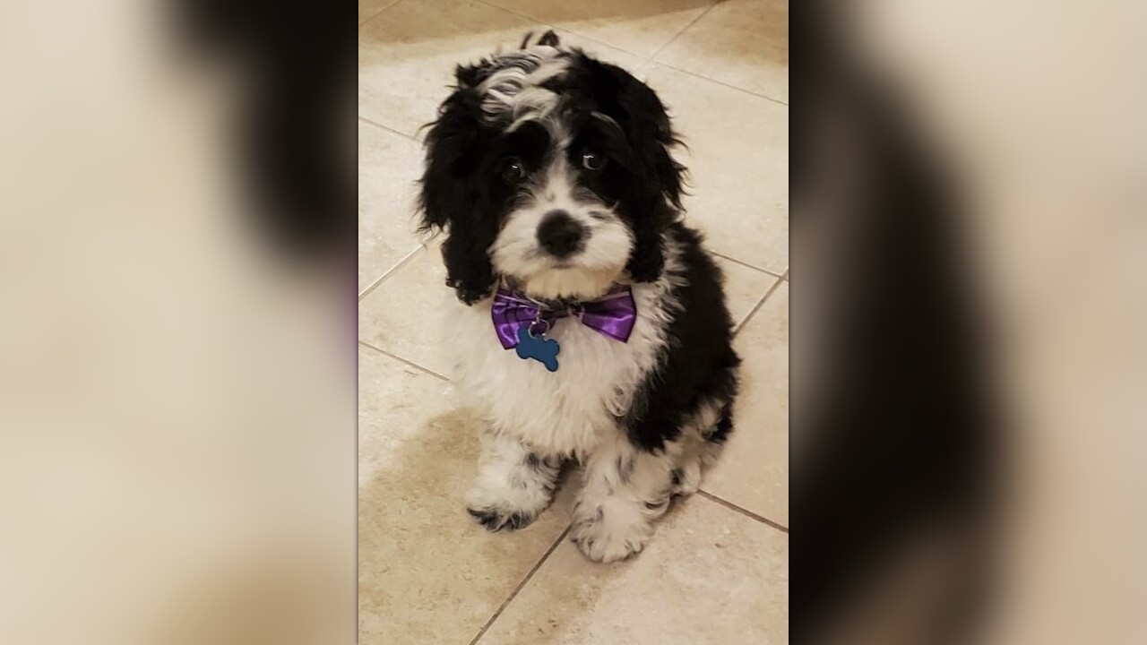 My baby needs a blood transfusion by Robyn Higgs