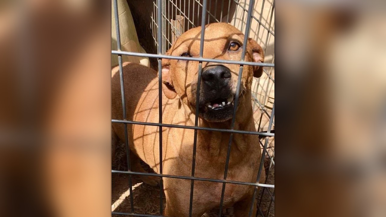 Willis DESPERATELY Needs a Second Chance! by Last Chance Animal Rescue Fund