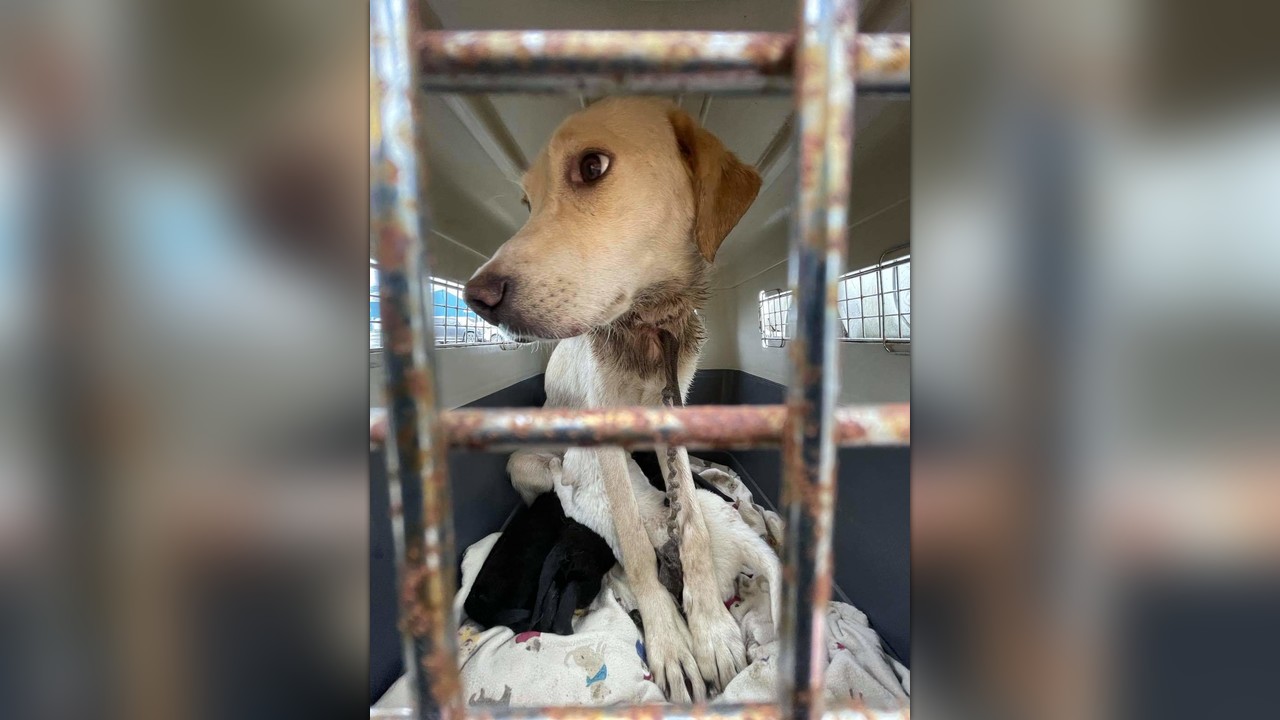 Robin and Her Puppies Need Your Help! by Alaskan Animal Rescue Friends