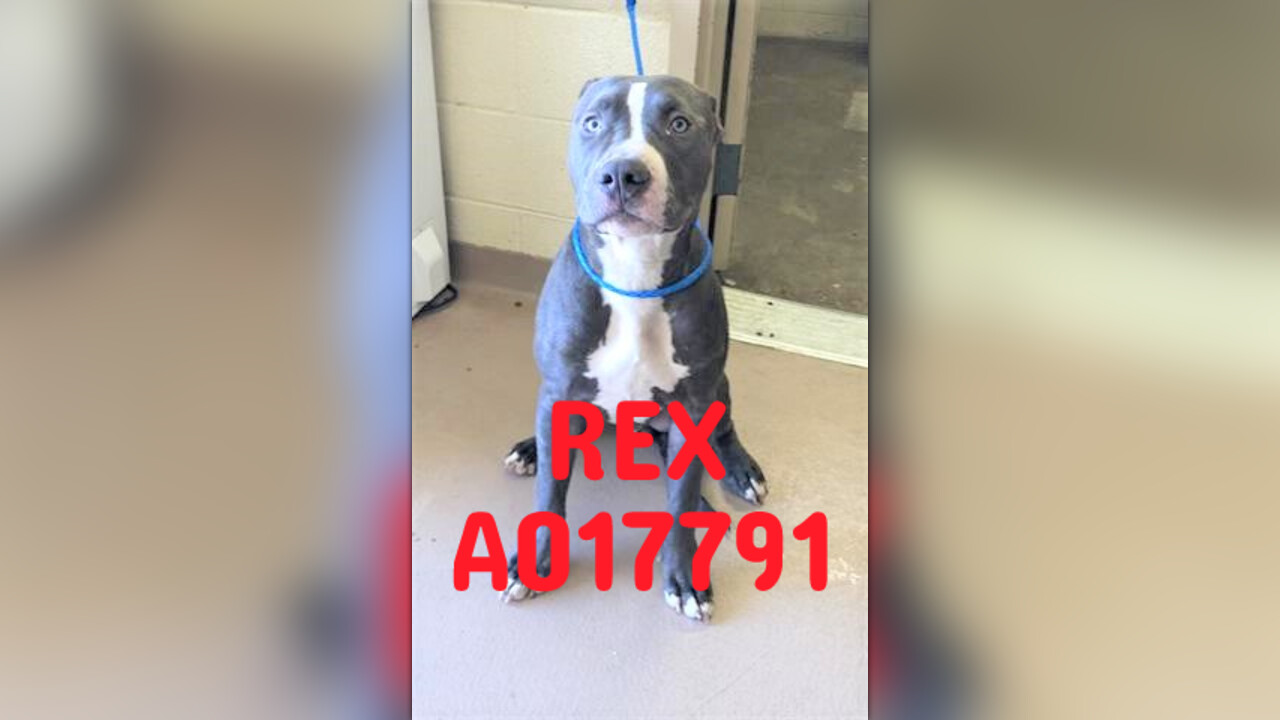 A17791 REX-URGENT LIST for SPACE-Clayton County AC by Partners for Pets ...