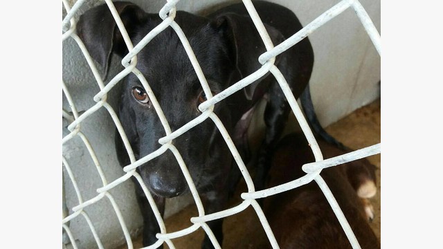 Death row dogs by Where Hope Lives Inc