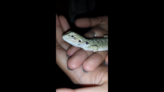 Riden The Armless Bearded Dragon Fund by Jon Dickens