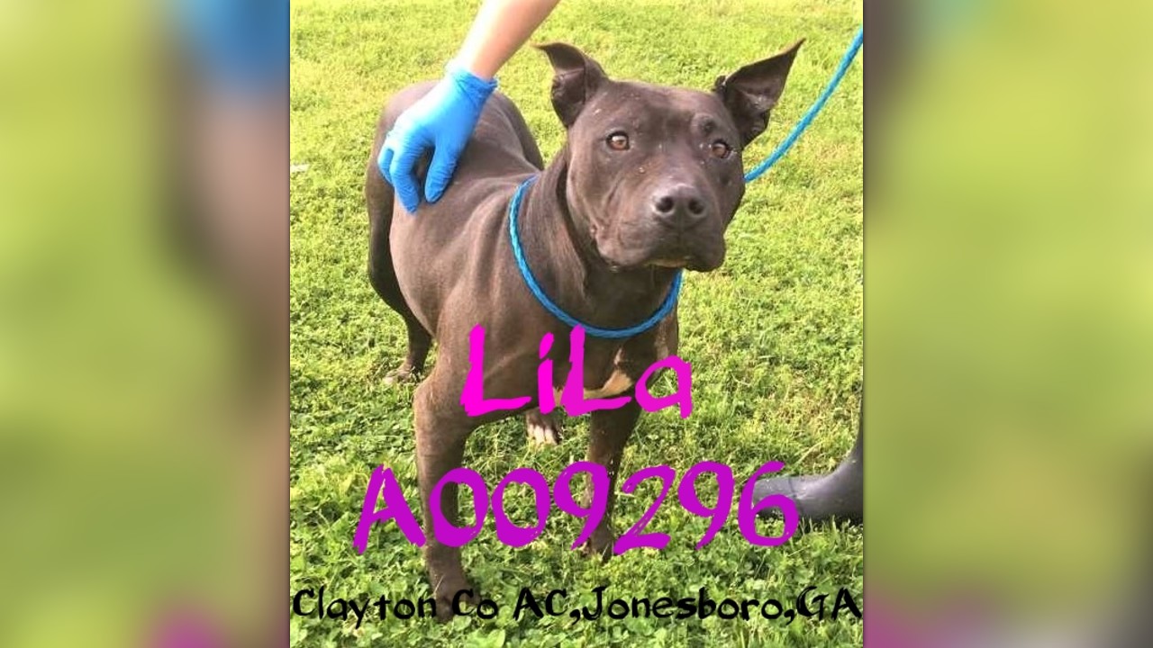A009296 LILA - URGENT List - Clayton County AC by Partners for Pets, Inc.