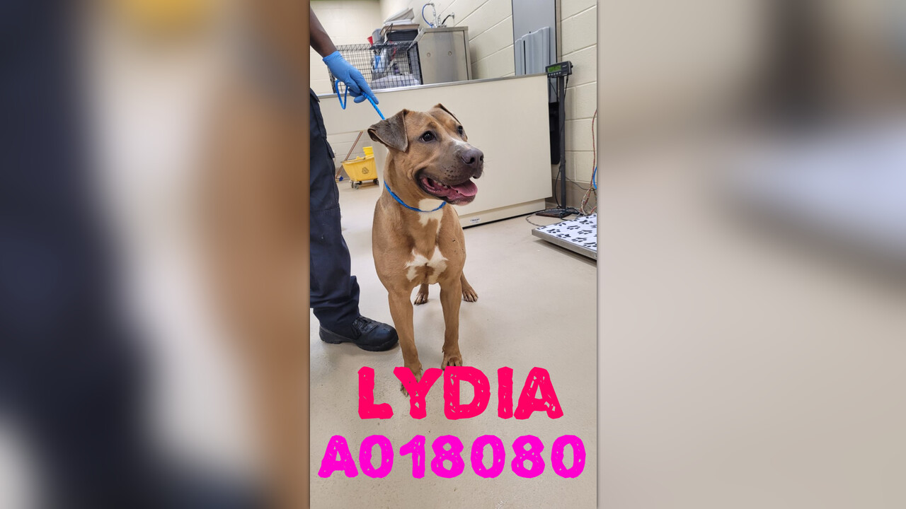 A18080 LYDIA - URGENT- Clayton County Animal Control by Partners for ...