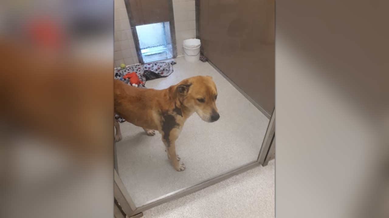 Burned 2 Year Old Lab Trapped In Overcrowded Shelter - Rover Needs Your ...