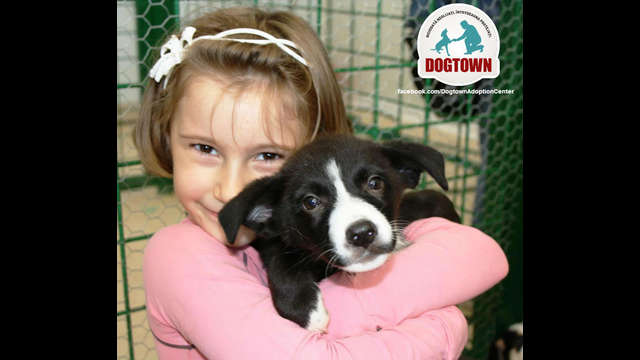 Support Romania's #1 animal protection program by Dogtown Portico