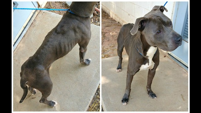 152921 RICARDO male pit very skinny :( by Partners for Pets, Inc.
