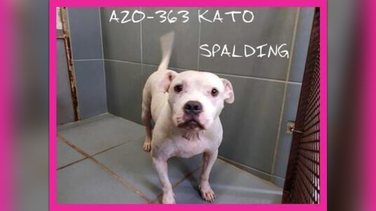 Help for Kato! by Saving Georgia Dogs