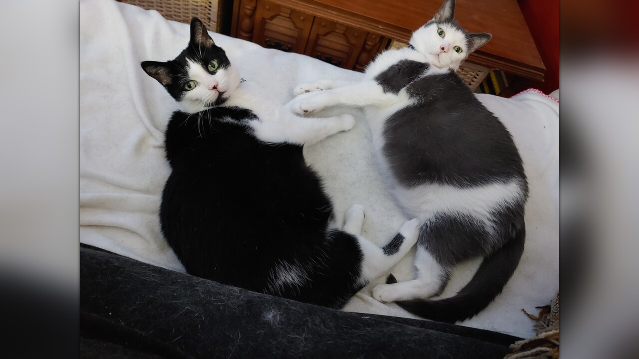 Help my cats & me by I_am_Allan