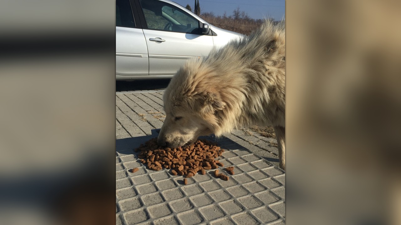 Food for strays by Mira Shorak Assante Di Capillo